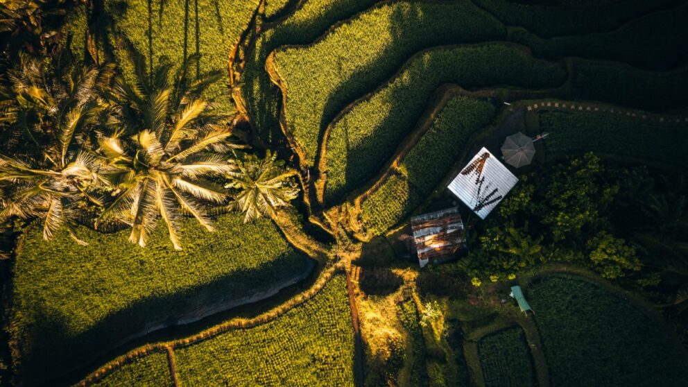Healing in Ubud: A Guide to Wellness, Rituals, and Spiritual Journeys